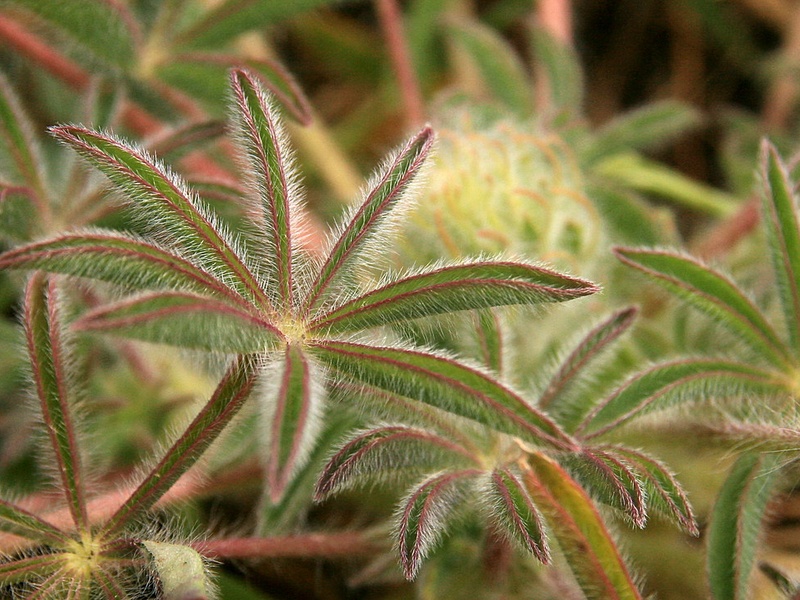 Plants of Israel: The Complete List - Flora Fauna Fun