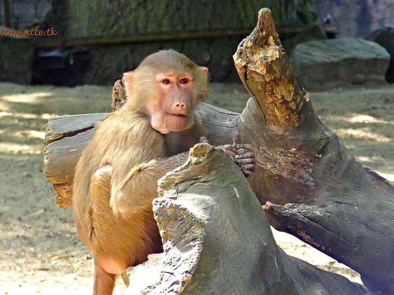 Primate Examples: The Complete List - Flora Fauna Fun