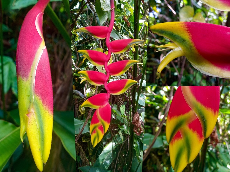 Plants of Panama - Flora Fauna Fun