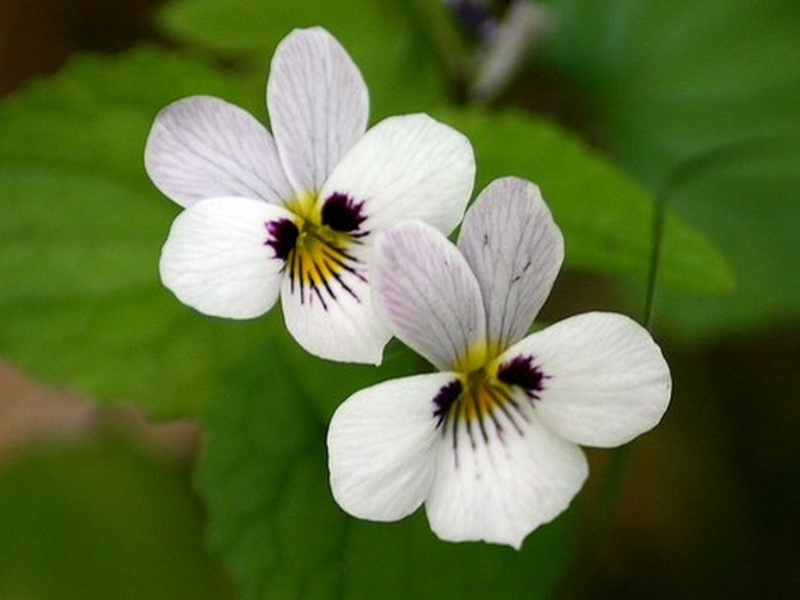The Complete List of Flowers That Start With H - Flora Fauna Fun
