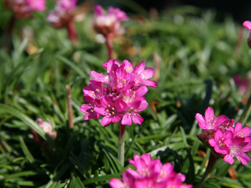 The Complete List of Flowers That Start With H - Flora Fauna Fun
