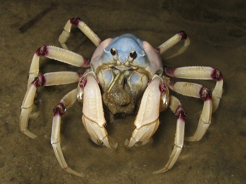 List of Crustacean Examples - Flora Fauna Fun