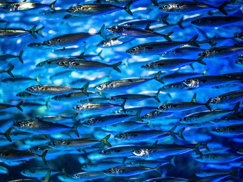 The Complete List of Common Animals That Start With H - Flora Fauna Fun