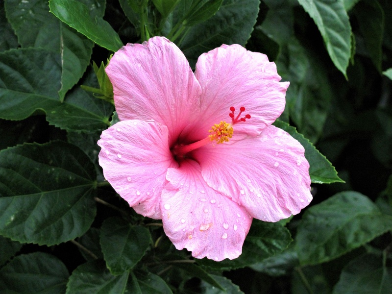 The Complete List of Flowers That Start With H - Flora Fauna Fun