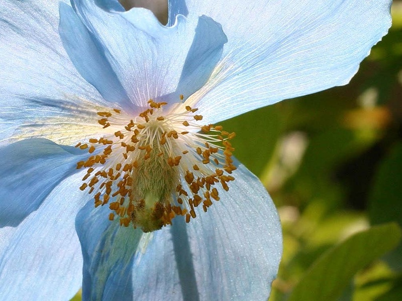 The Complete List of Rare Blue Flowers - Flora Fauna Fun