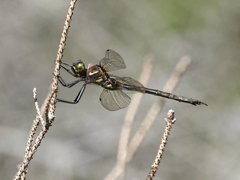 The Complete List of Endangered Prairie Animals - Flora Fauna Fun