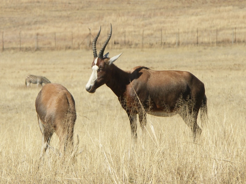 The Complete List of African Savanna Primary Consumers - Flora Fauna Fun