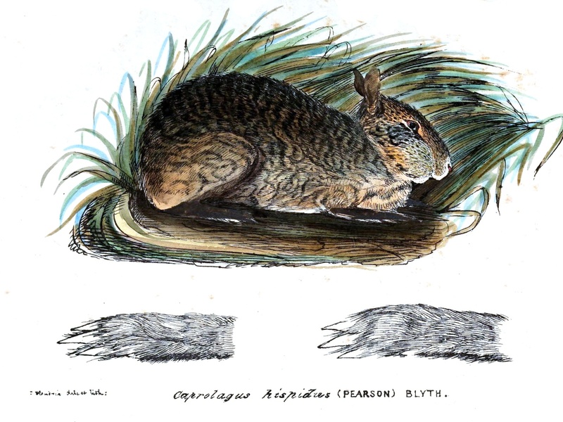The Complete List of Mammals That Start With H - Flora Fauna Fun