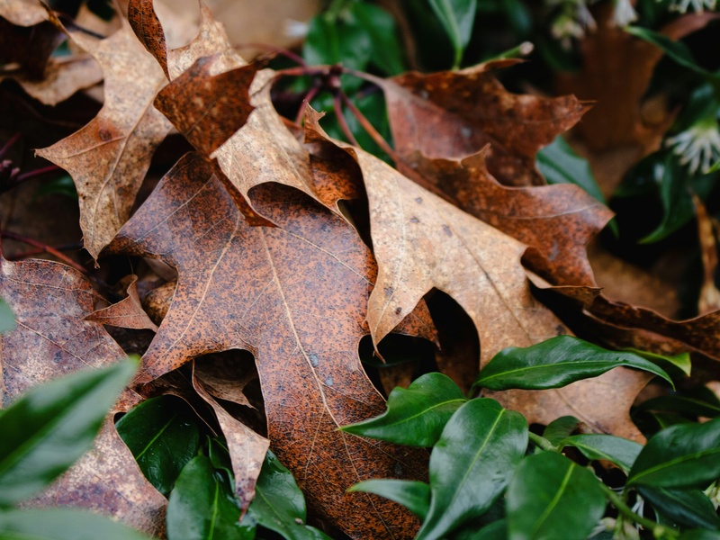 France's Native Plants: The Complete List - Flora Fauna Fun
