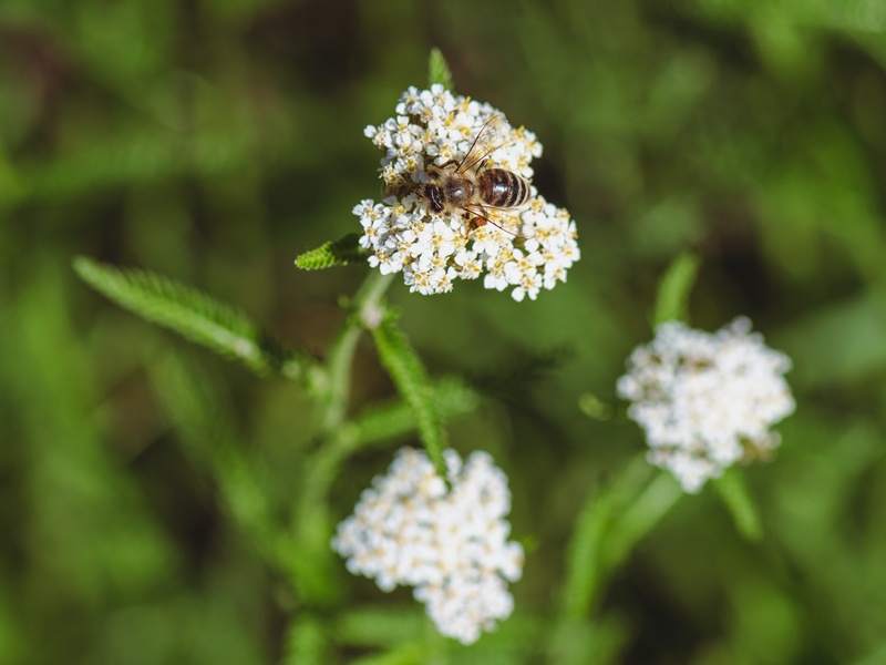 List of Insect Examples - Flora Fauna Fun