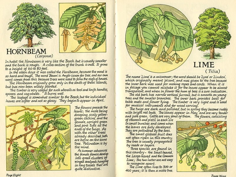 Trees of Denmark: The Complete List - Flora Fauna Fun