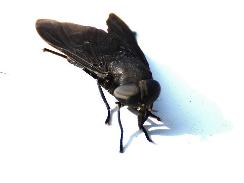 The Complete List of Common Animals That Start With H - Flora Fauna Fun