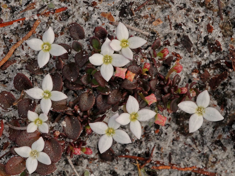 The Complete List of Flowers That Start With H - Flora Fauna Fun