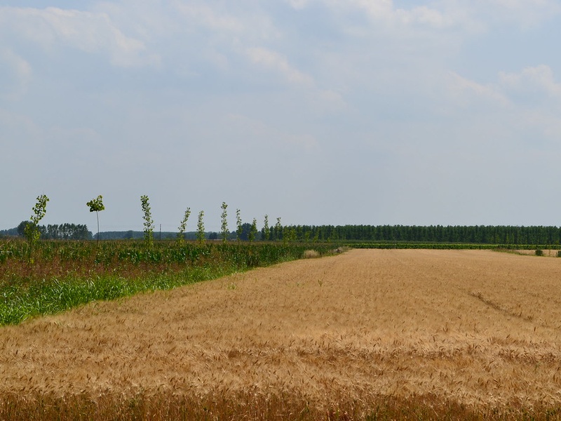 Trees of Denmark: The Complete List - Flora Fauna Fun