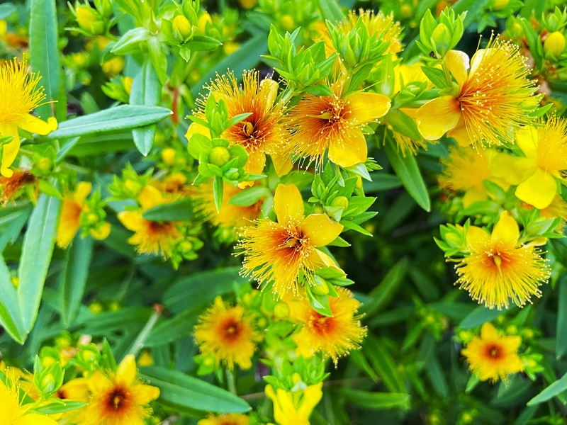 The Complete List of Flowers That Start With H - Flora Fauna Fun
