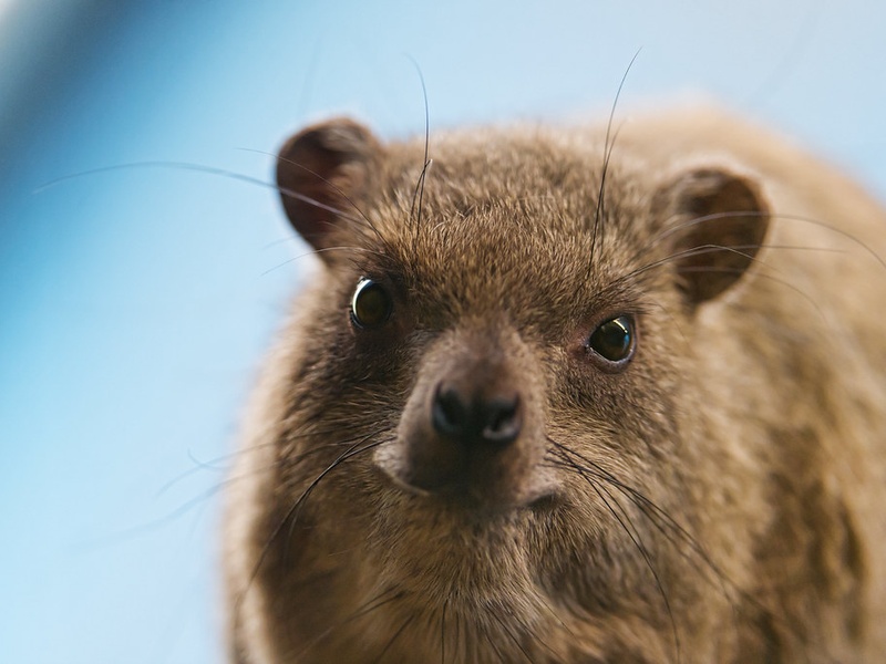 The Complete List of Common Animals That Start With H - Flora Fauna Fun