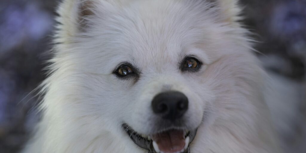Dog Breeds by Face Shape - Flora Fauna Fun