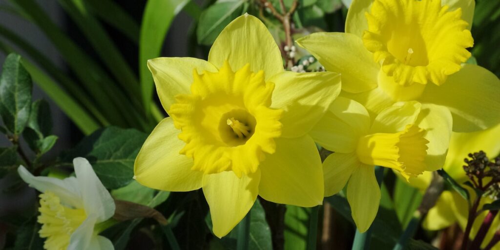 The Complete List of Flowers That Start With P - Flora Fauna Fun