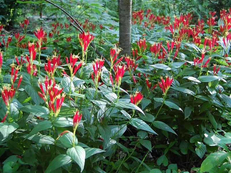 The Complete List of Flowers That Start With I - Flora Fauna Fun