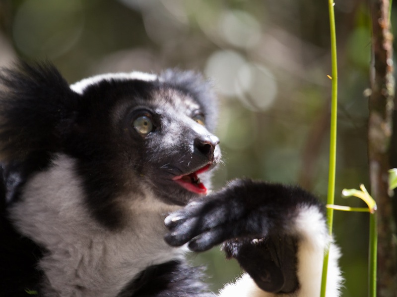 Primate Examples: The Complete List - Flora Fauna Fun