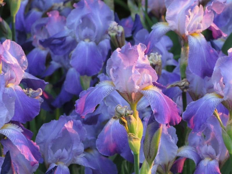 The Complete List of Flowers That Start With I - Flora Fauna Fun