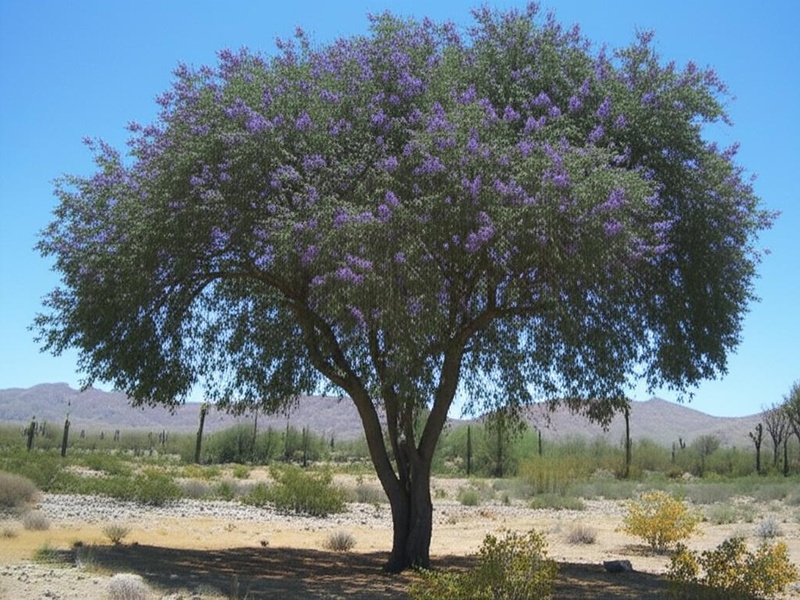 The Complete List of Desert Trees - Flora Fauna Fun
