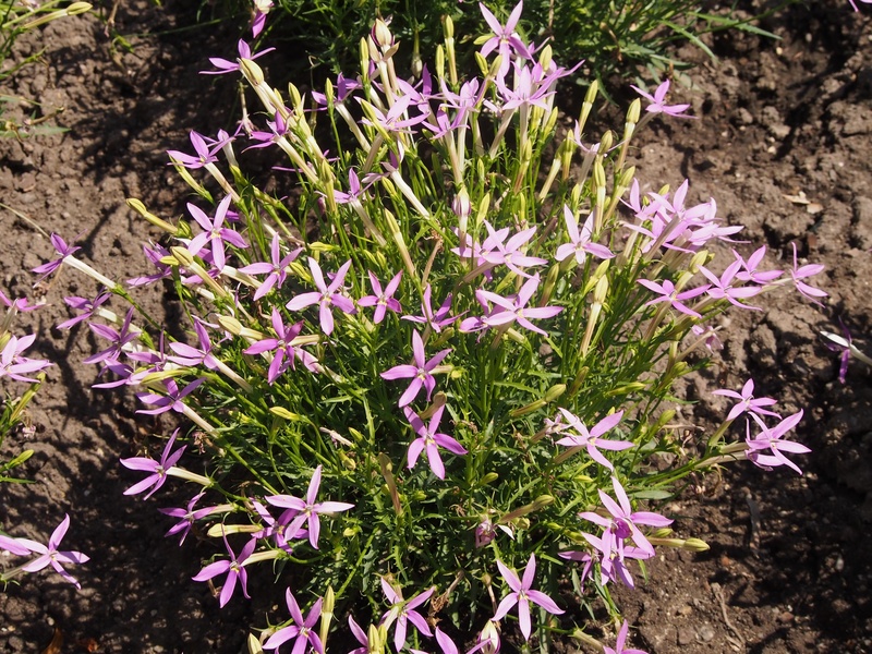 The Complete List of Flowers That Start With I - Flora Fauna Fun