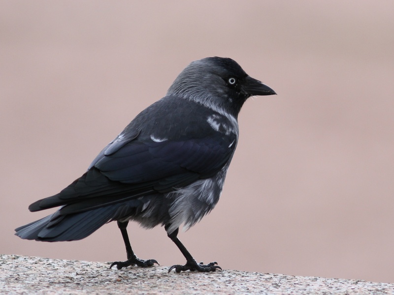 Birds of Northern Ireland: The Complete List - Flora Fauna Fun