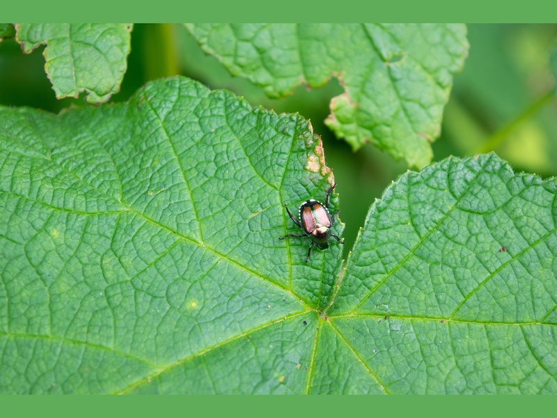 List of Green Insects - Flora Fauna Fun