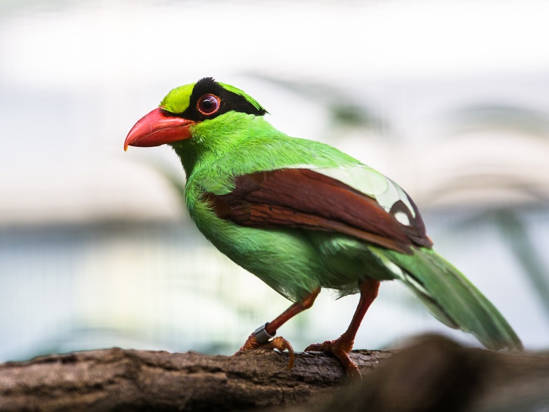 Animals Only Found in Indonesia: The Complete List - Flora Fauna Fun