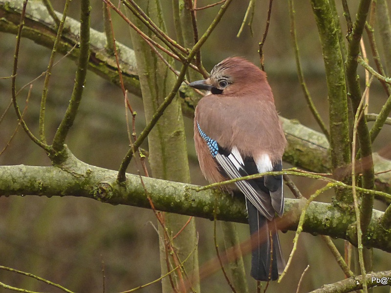 Birds of Northern Ireland: The Complete List - Flora Fauna Fun