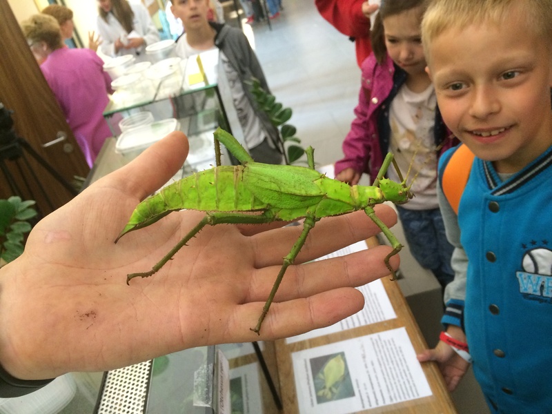 List of Green Insects - Flora Fauna Fun