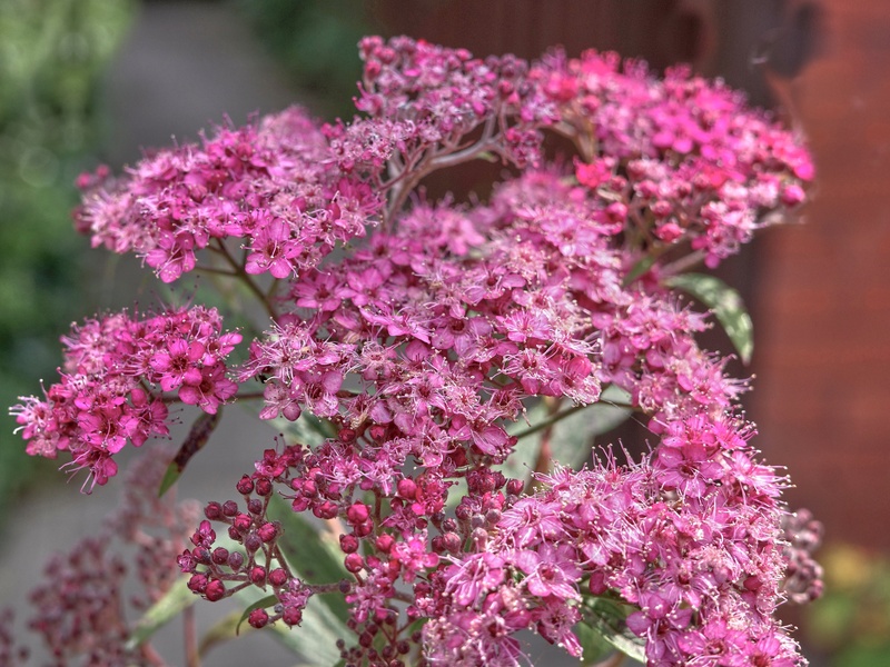 The Complete List of Flowers That Start With J - Flora Fauna Fun
