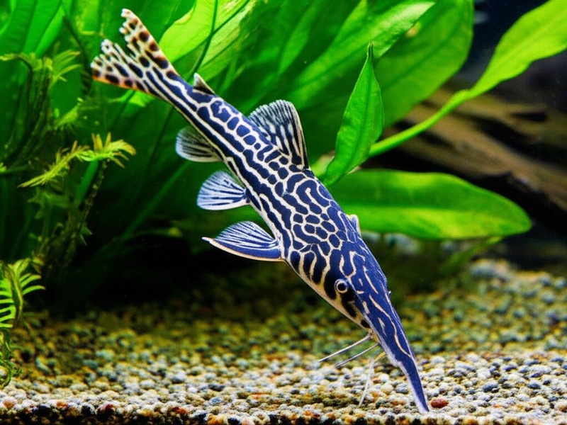The Complete List of Pantanal Fish - Flora Fauna Fun