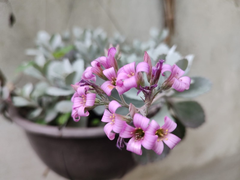 Poisonous Pink Flowers: The Complete List - Flora Fauna Fun