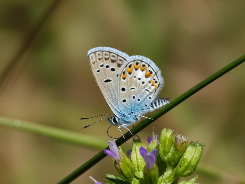 Endangered Species in South Africa - Flora Fauna Fun