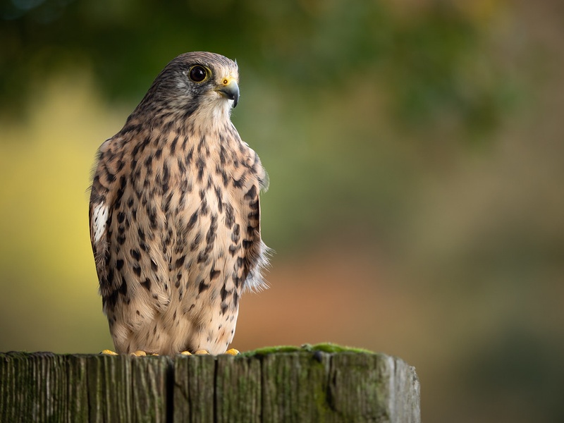 Birds of Northern Ireland: The Complete List - Flora Fauna Fun