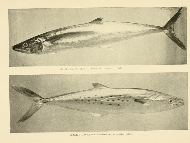 Fish of Guyana: The Complete List - Flora Fauna Fun