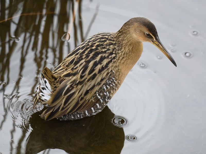 List of Wetland Animals - Flora Fauna Fun