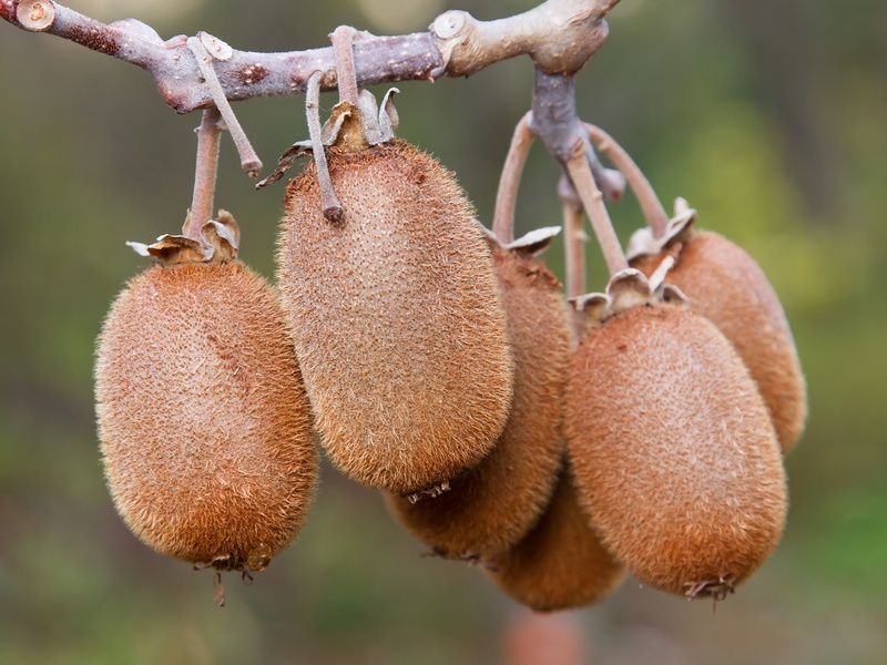 Fruits Of Pakistan: The Complete List - Flora Fauna Fun