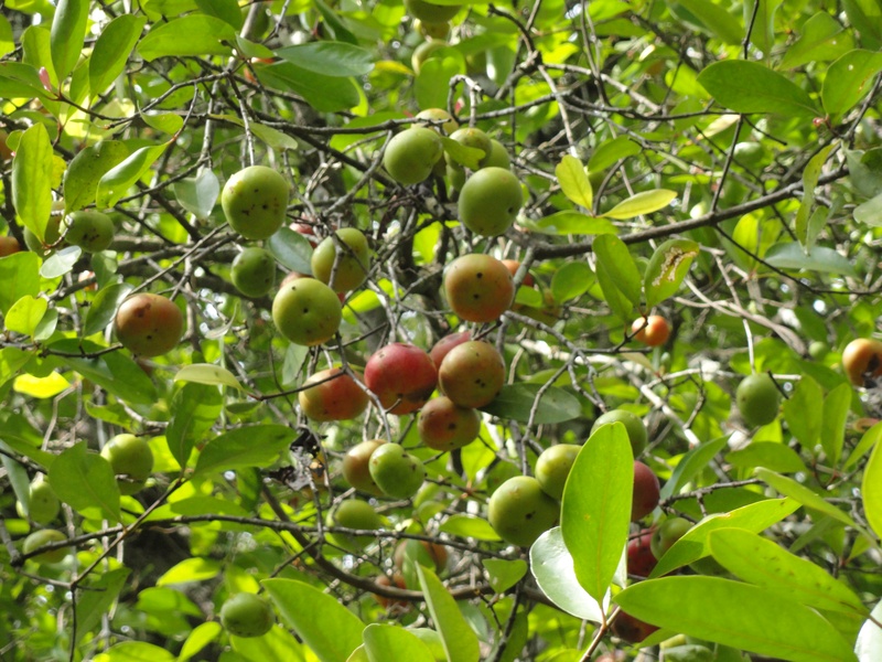 The Complete List of Fruits of India - Flora Fauna Fun