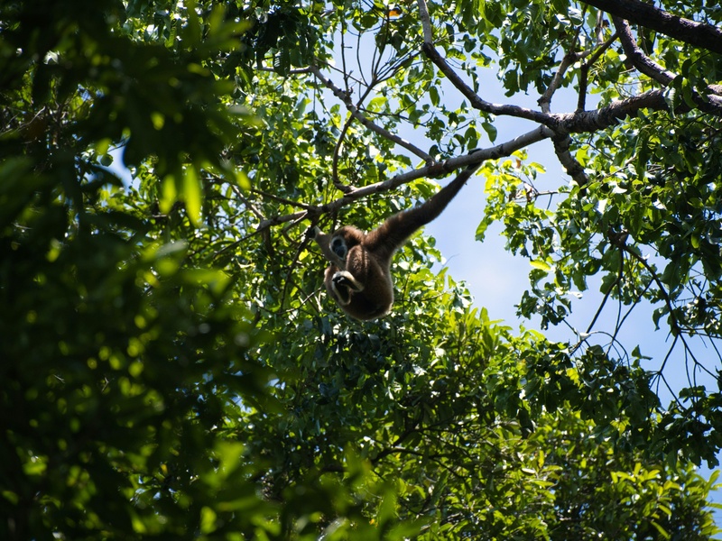 Primate Examples: The Complete List - Flora Fauna Fun