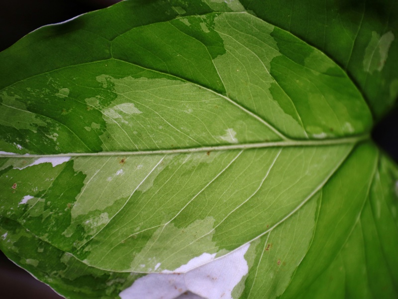 The Complete List of Senegal's Native Plants - Flora Fauna Fun