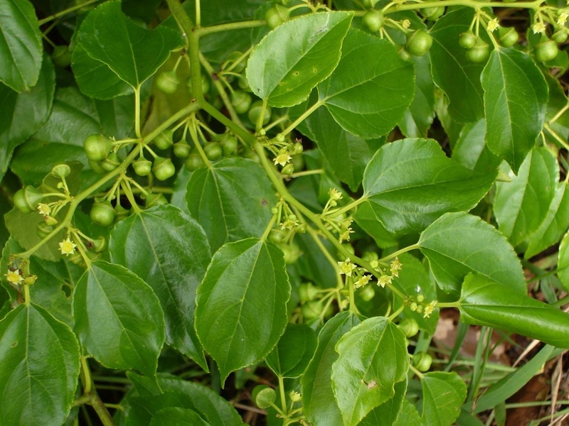 List of the Dominican Republic's Native Plants - Flora Fauna Fun