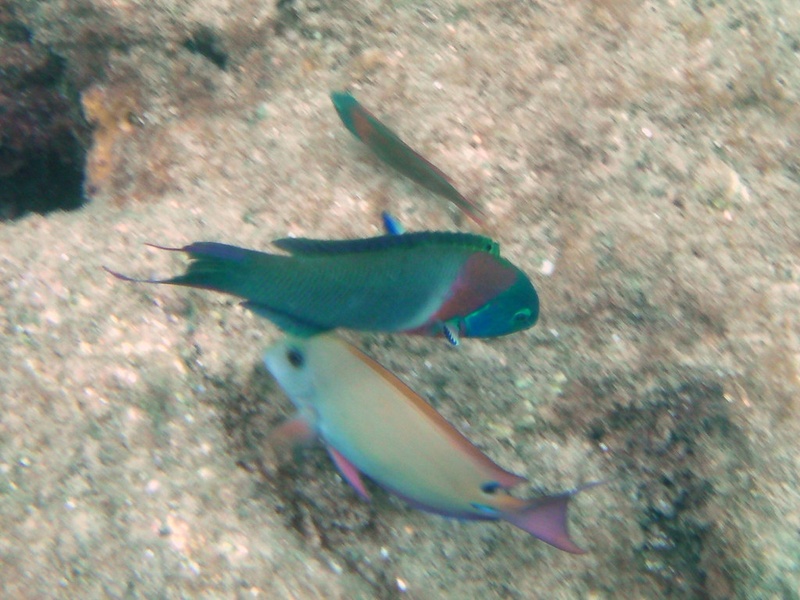 List of Purple Fish - Flora Fauna Fun
