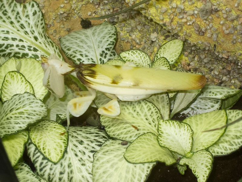 List of Amazon Rainforest Insects - Flora Fauna Fun