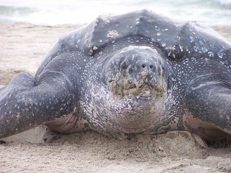 Animals of Antigua and Barbuda: The Complete List - Flora Fauna Fun