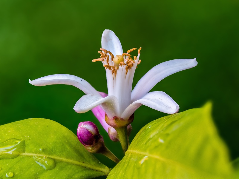 Fruits of Afghanistan: The Complete List - Flora Fauna Fun