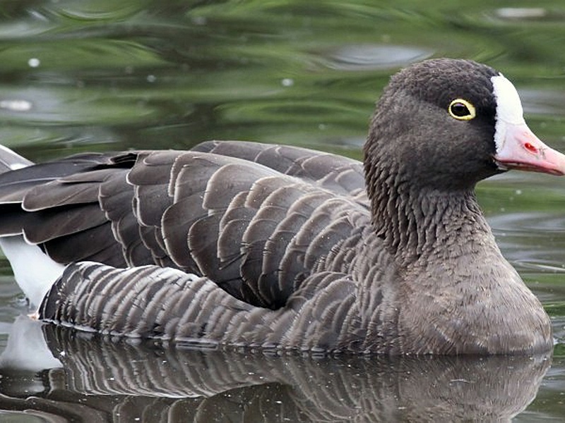 Birds of Romania: The Complete List - Flora Fauna Fun