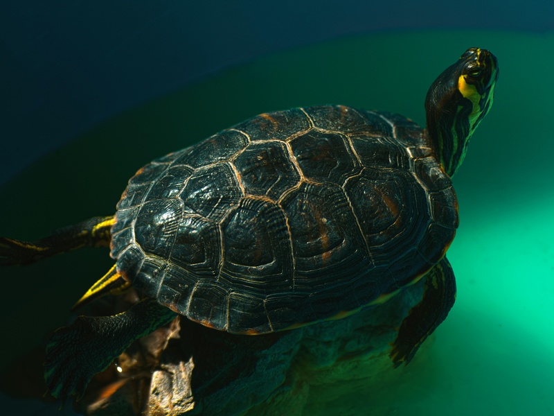 The Complete List of Animals of North Africa - Flora Fauna Fun